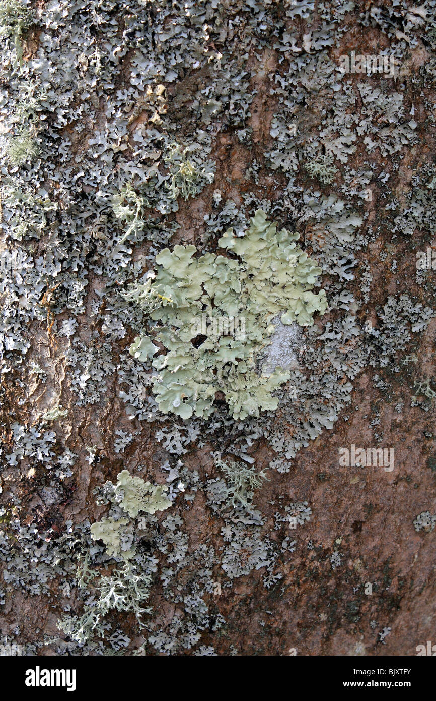 Lichen tree trunk hi-res stock photography and images - Alamy
