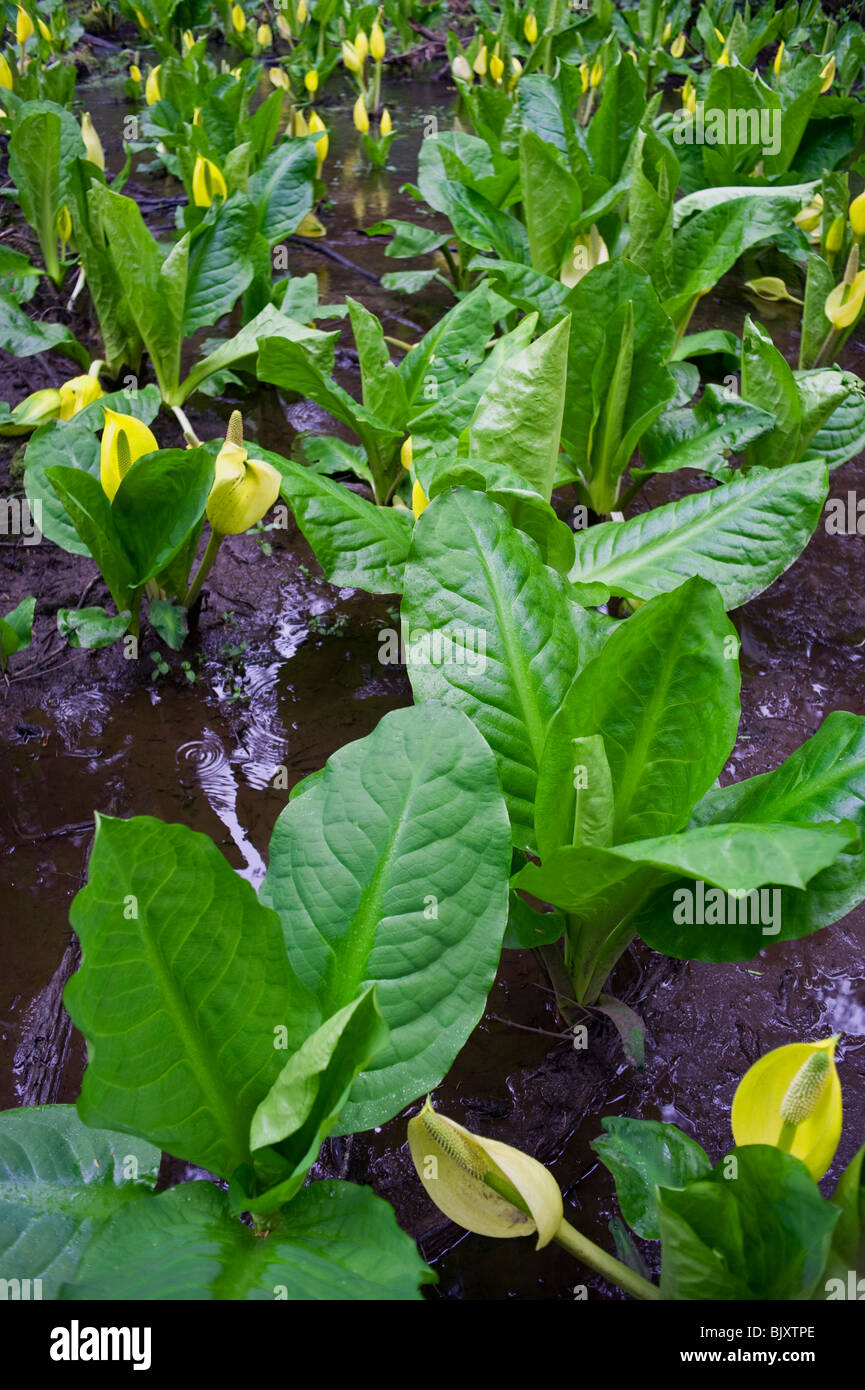 Skunk cabbage in Victoria, B.C Stock Photo - Alamy