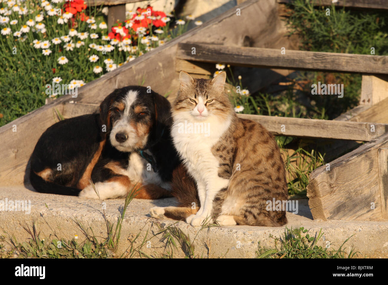 Two dogs one cat hi-res stock photography and images - Alamy