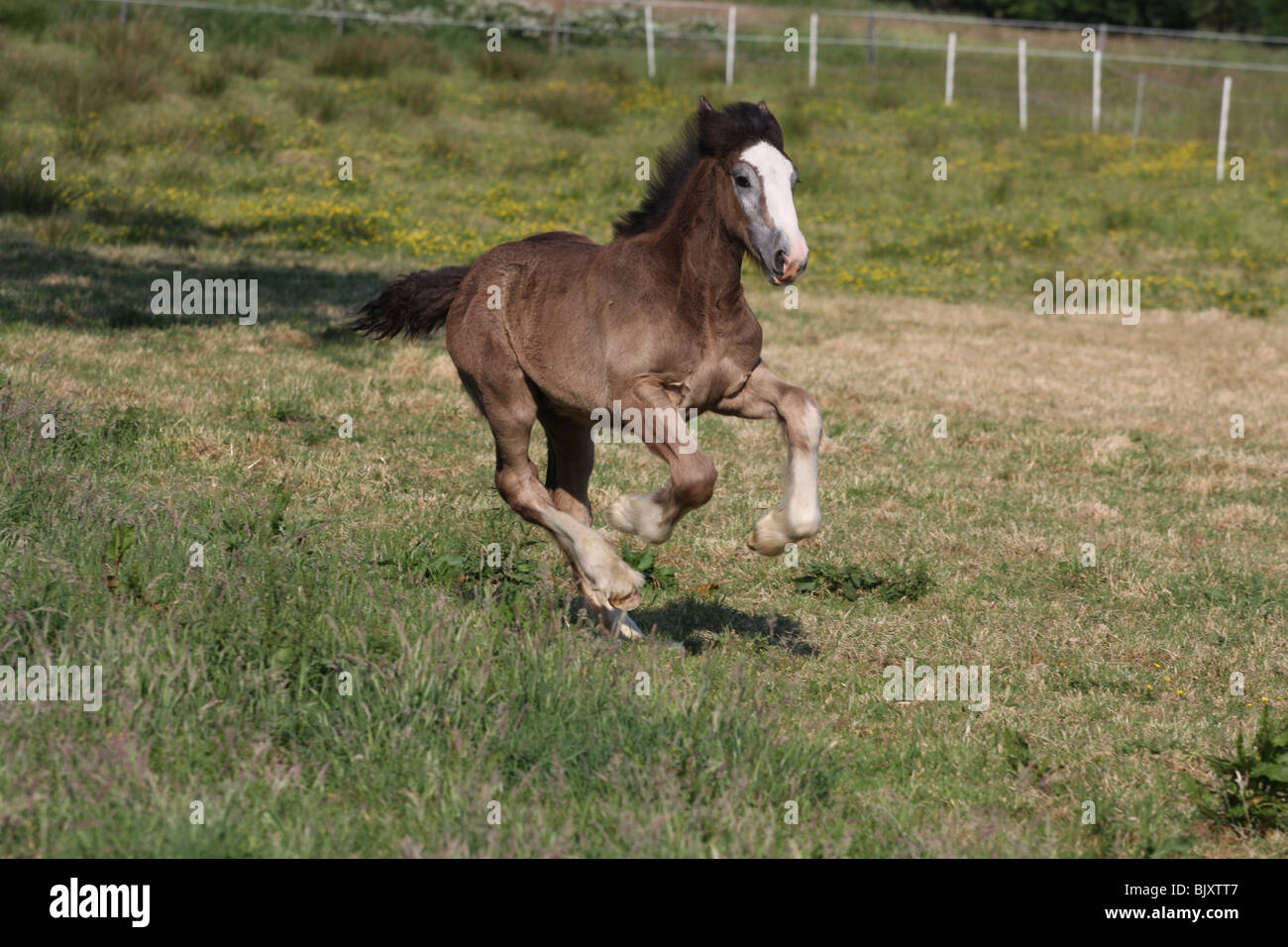 Bay shire horse hi-res stock photography and images - Alamy