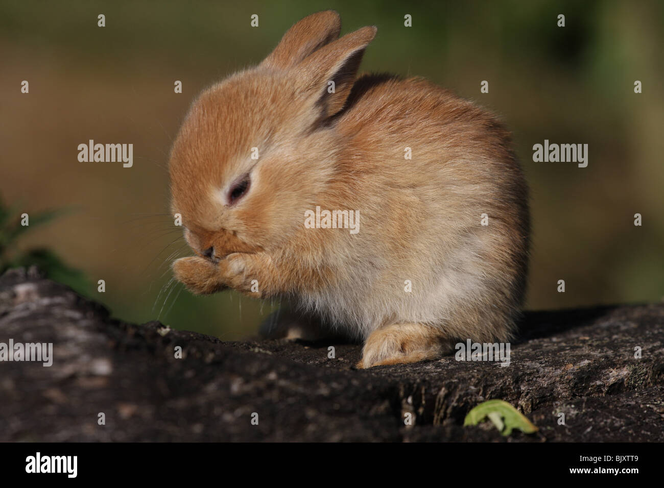 Pygmy rabbit hi-res stock photography and images - Alamy