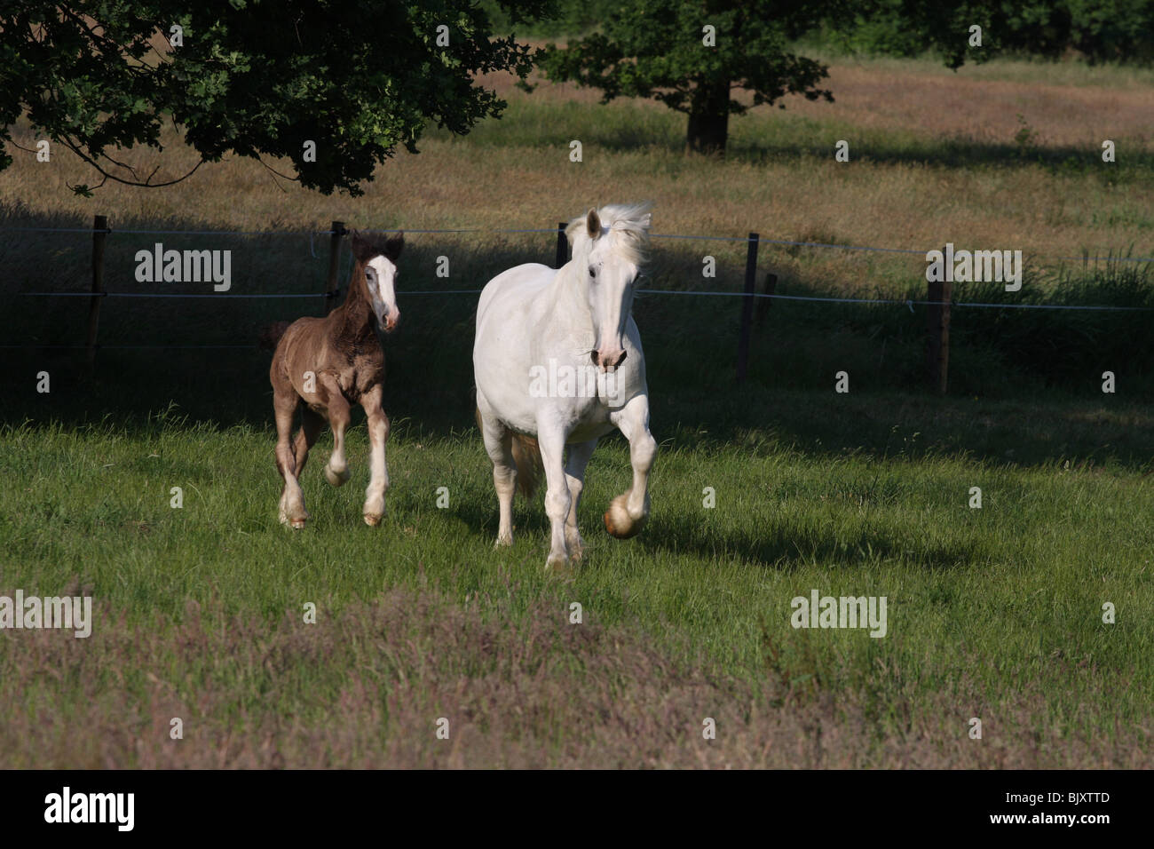 Galloping shire horse hi-res stock photography and images - Alamy