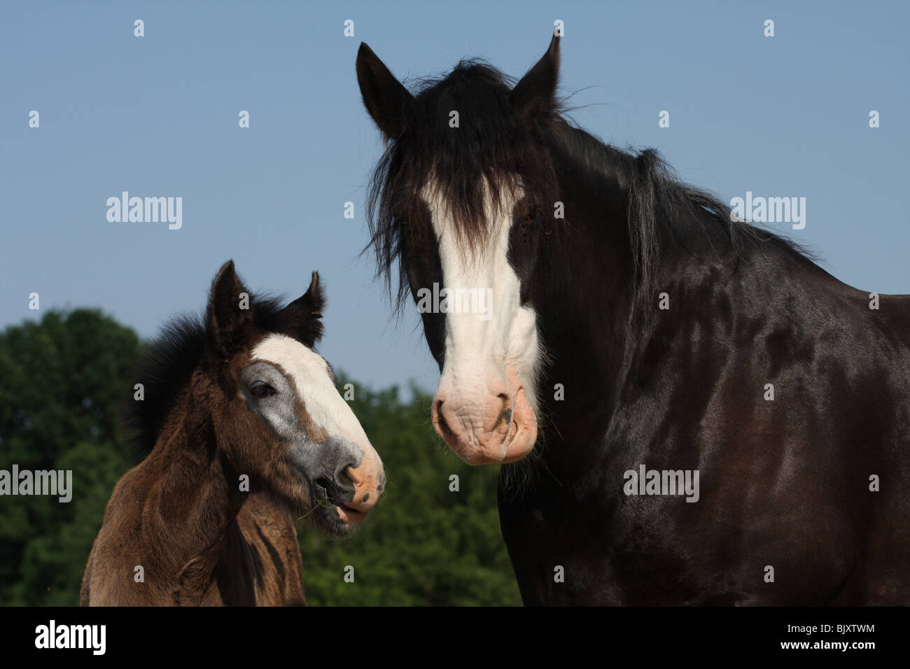 Bay shire horse hi-res stock photography and images - Alamy