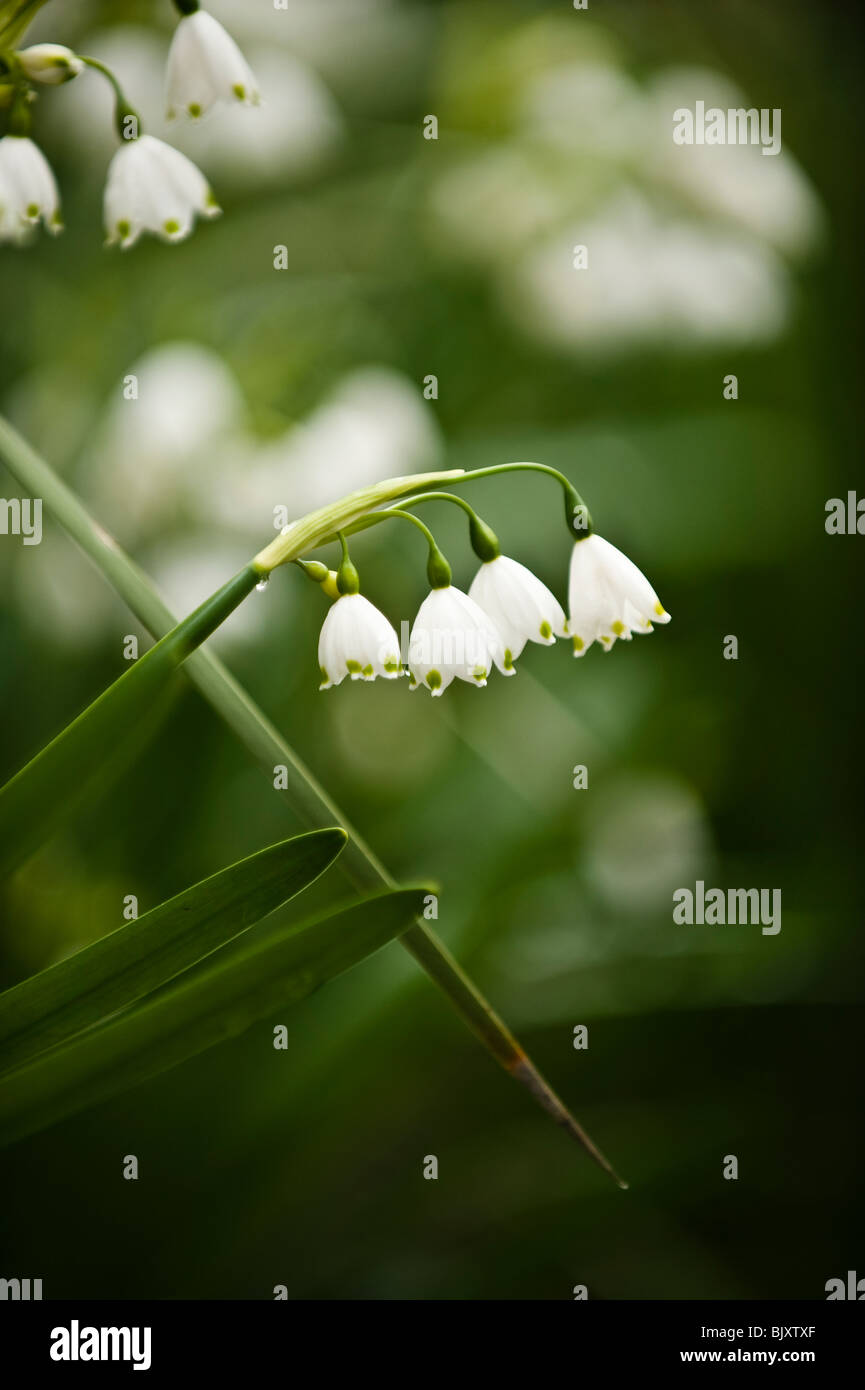 Spring flowers in Victoria, British Columbia Stock Photo - Alamy