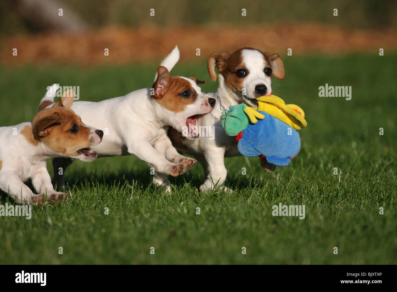 running Jack Russell Terrier Puppies Stock Photo - Alamy