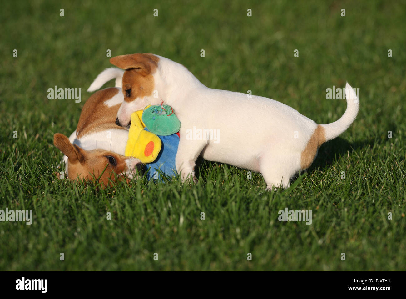 playing Jack Russell Terrier Puppies Stock Photo - Alamy
