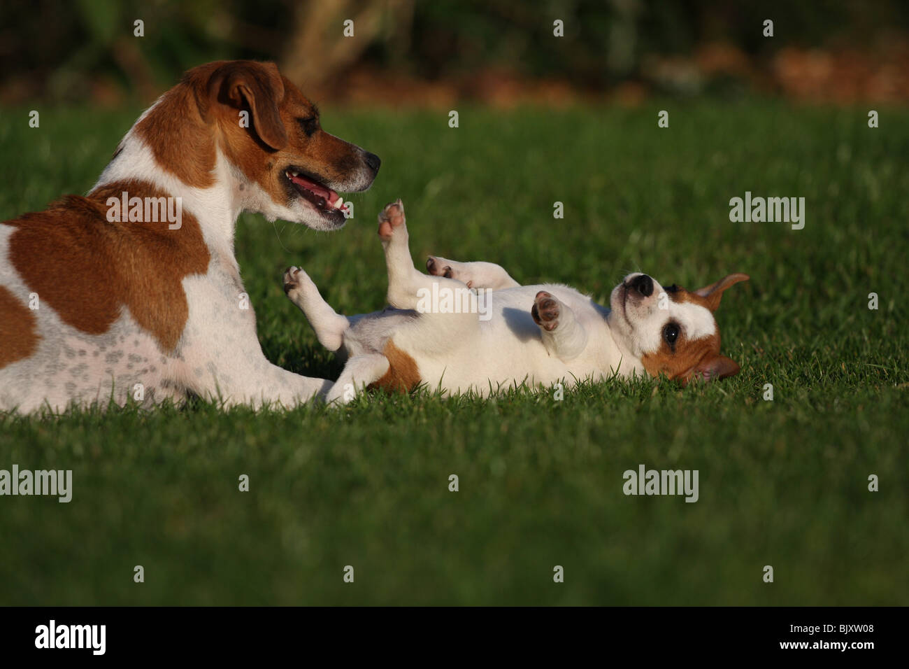 playing Jack Russell Terrier Stock Photo - Alamy