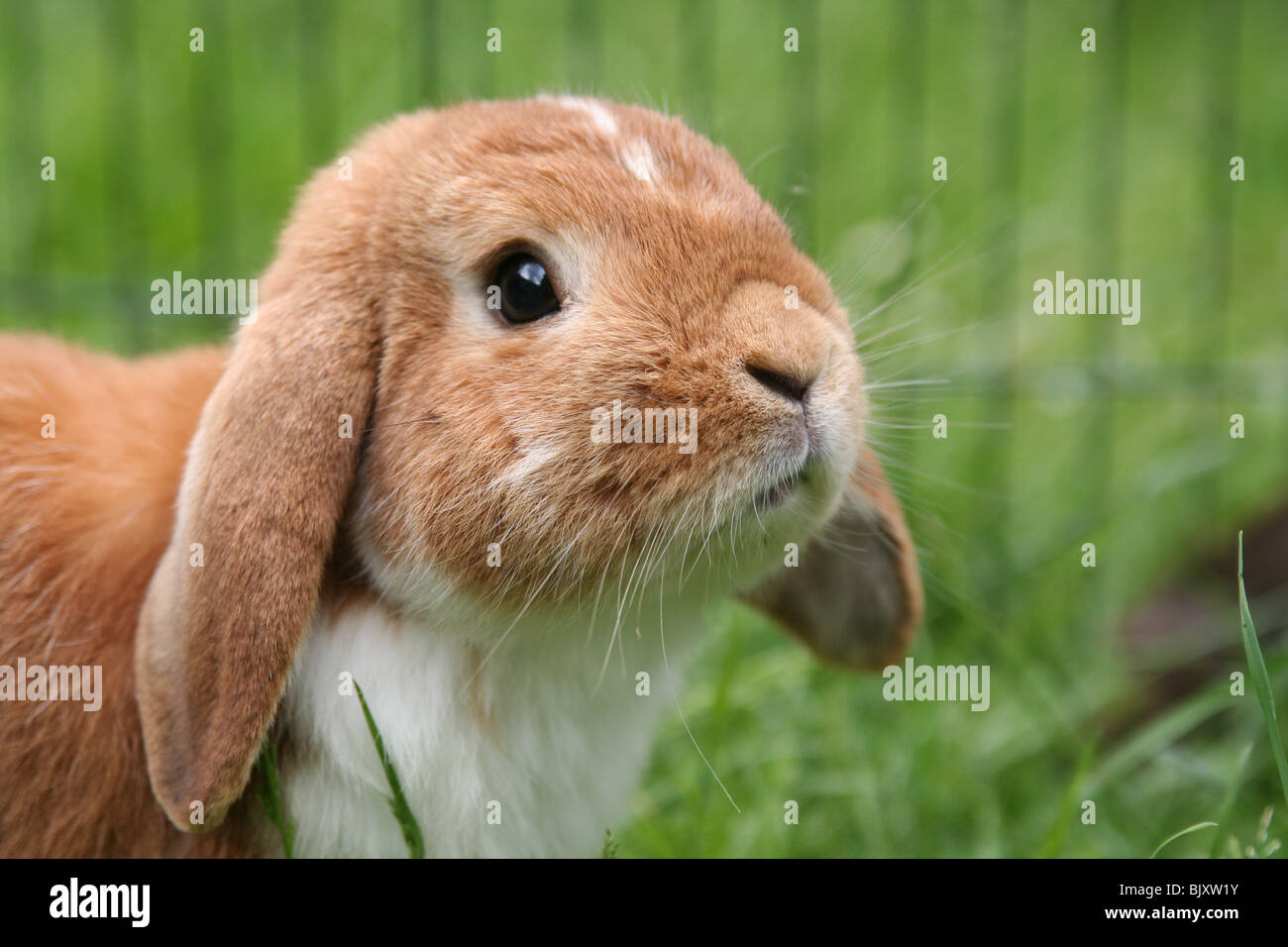 Lop eared dwarf rabbit side hi-res stock photography and images - Alamy