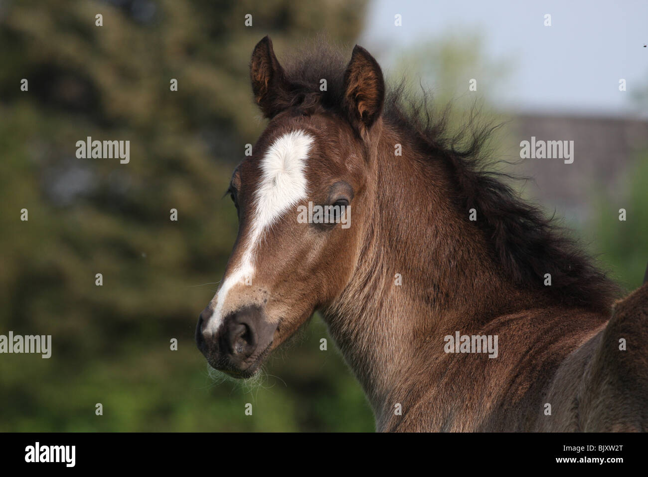Welsh-Cob D foal Stock Photo - Alamy