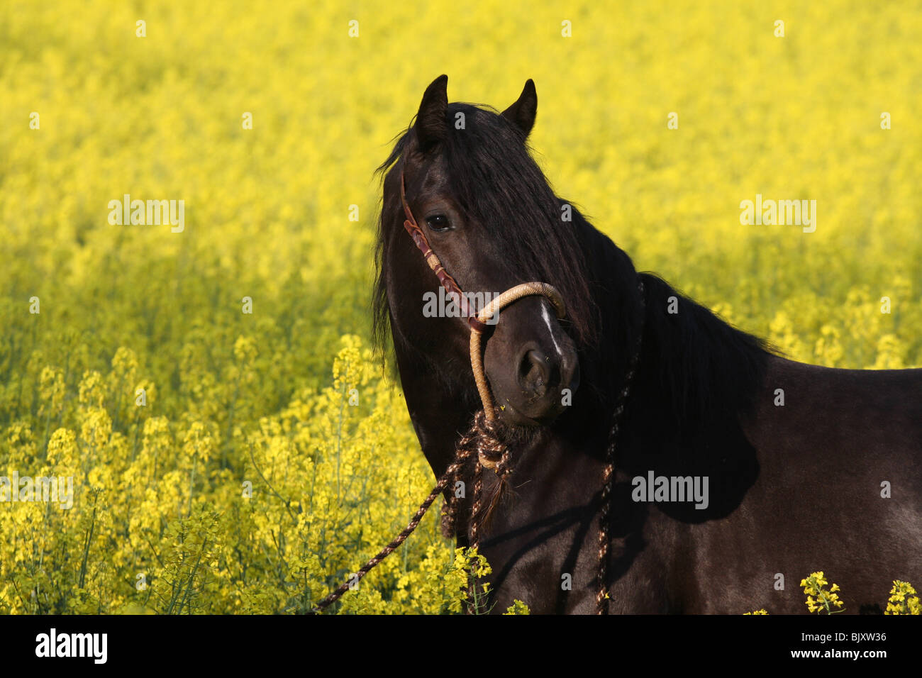 Welsh-Cob D Portrait Stock Photo - Alamy