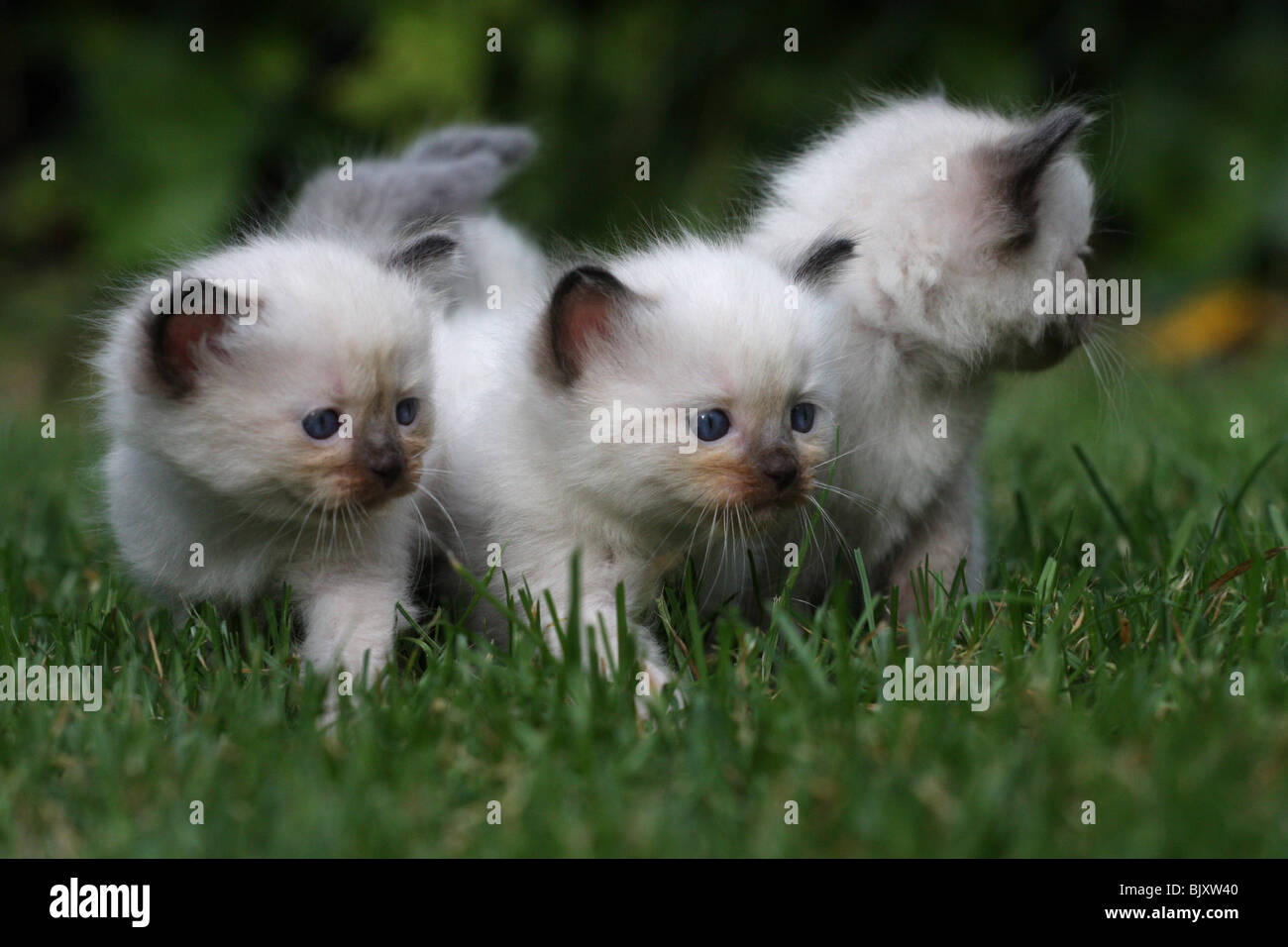 Ragdoll cat walks hi-res stock photography and images - Alamy
