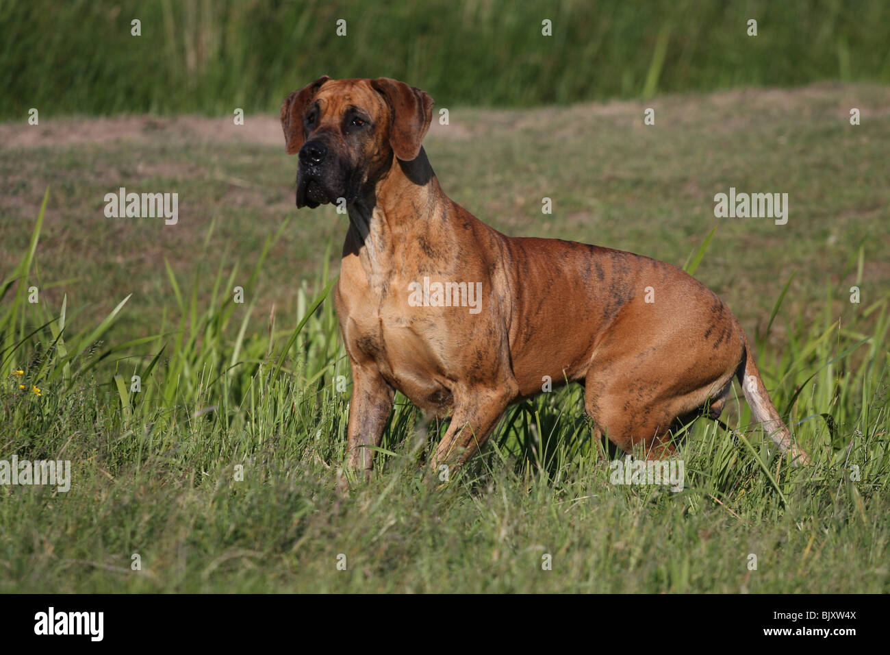 Great dane standing meadow hi-res stock photography and images - Alamy