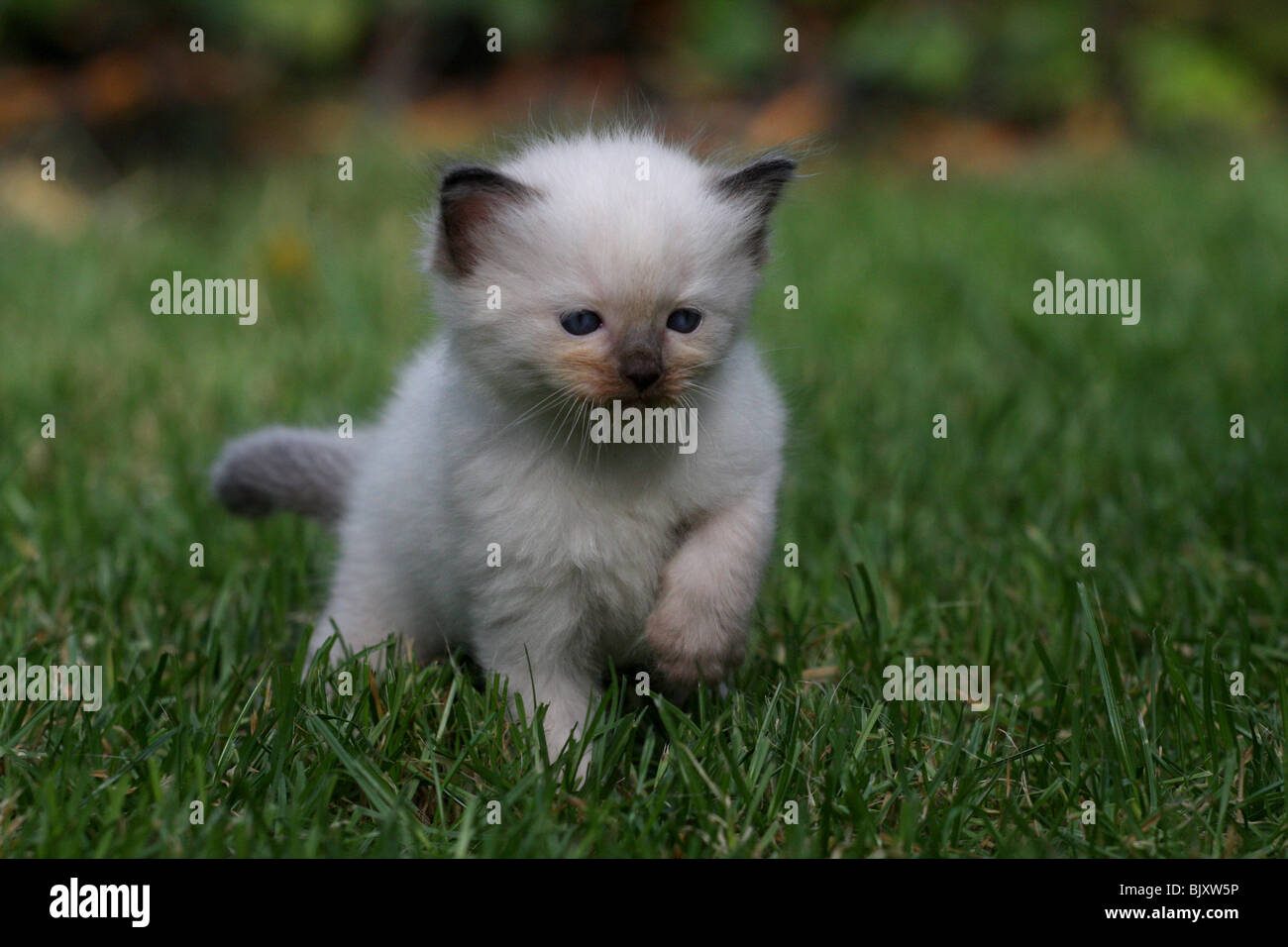 Ragdoll walks hi-res stock photography and images - Alamy