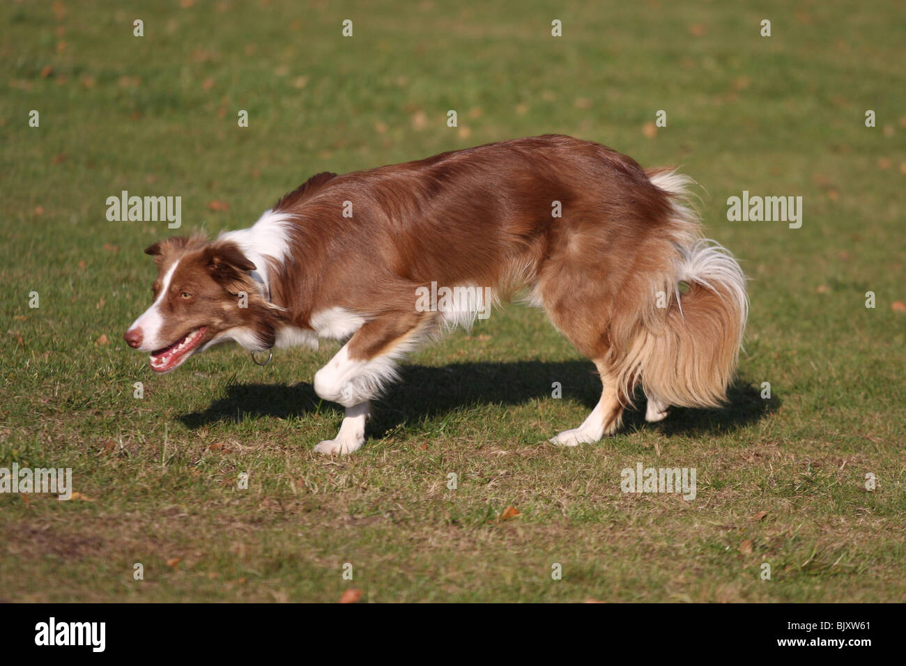 walking Border Collie Stock Photo - Alamy