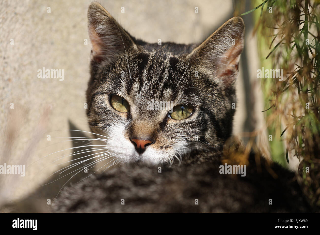 Cat head rear view hi-res stock photography and images - Alamy