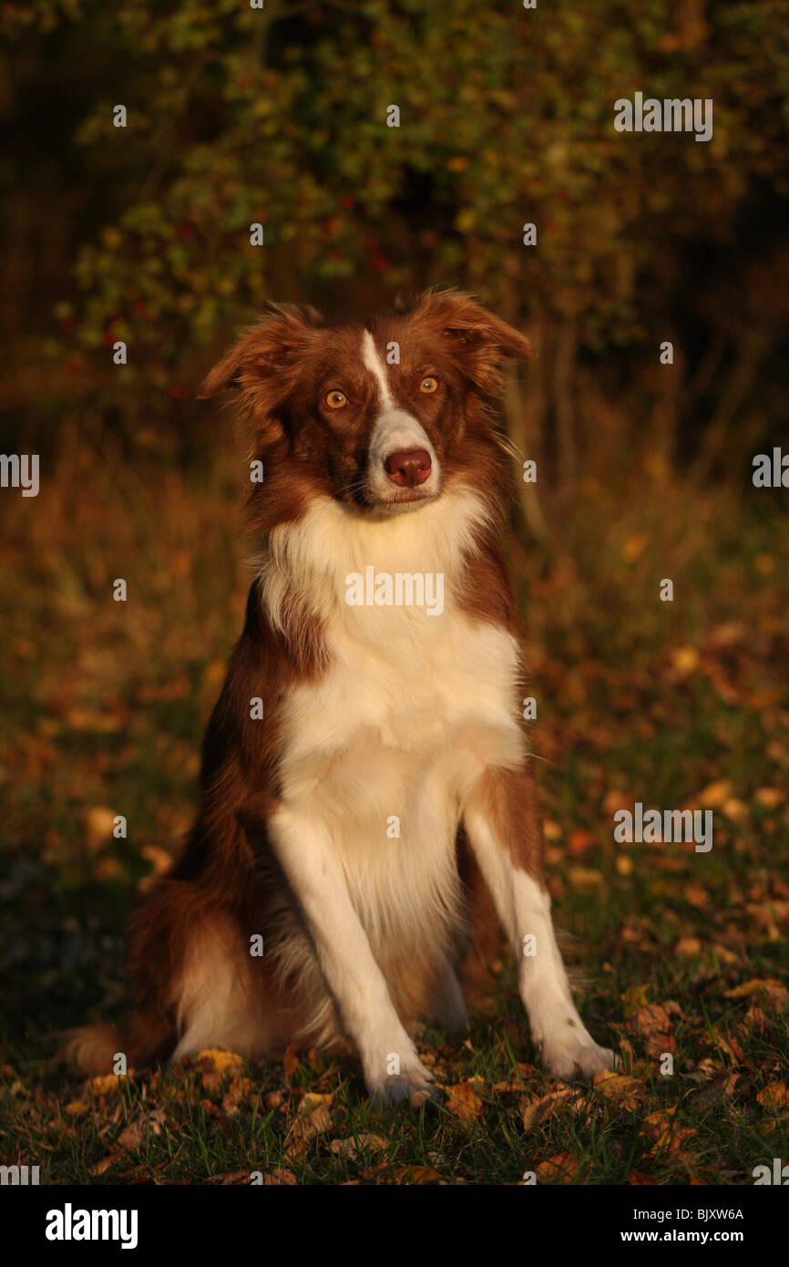 Pure bred border collie hi-res stock photography and images - Alamy