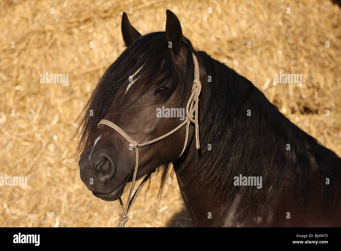 Welsh-Cob D Portrait Stock Photo - Alamy