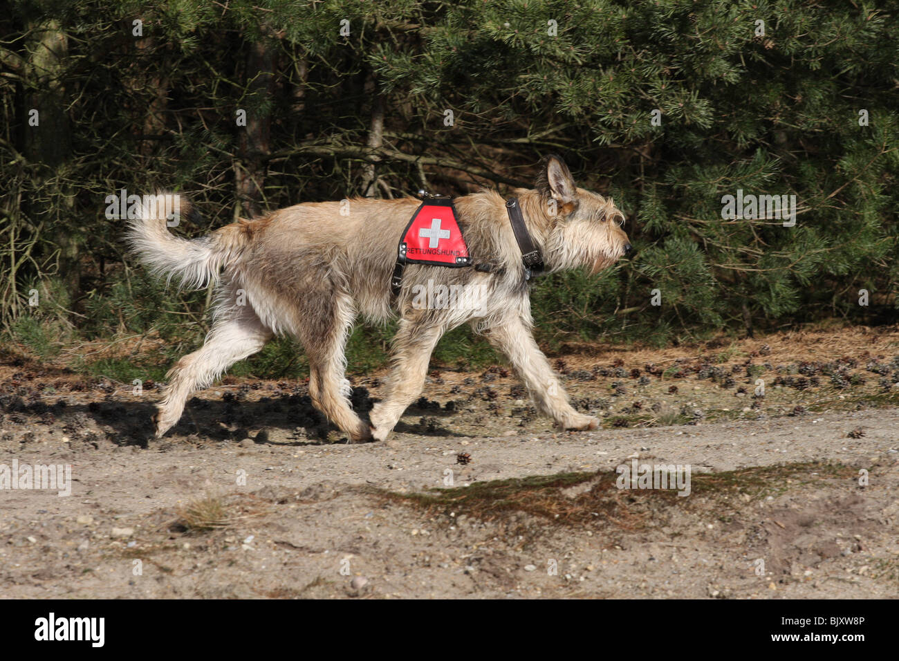 Go to ground dog hi-res stock photography and images - Alamy
