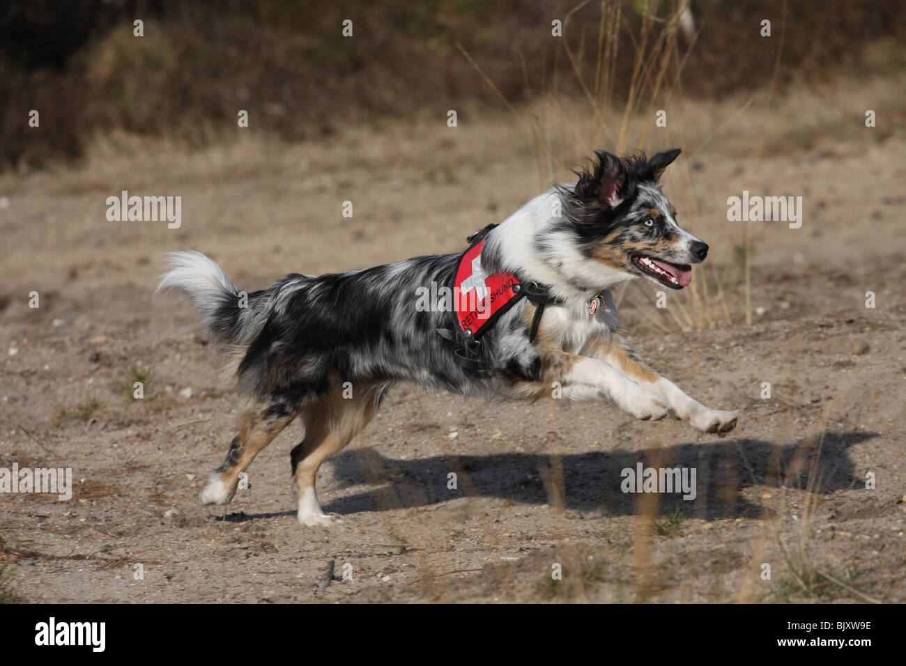 Australian working dog rescue hi-res stock photography and images - Alamy