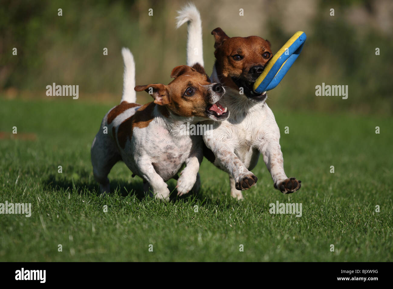 playing Jack Russell Terrier Stock Photo - Alamy