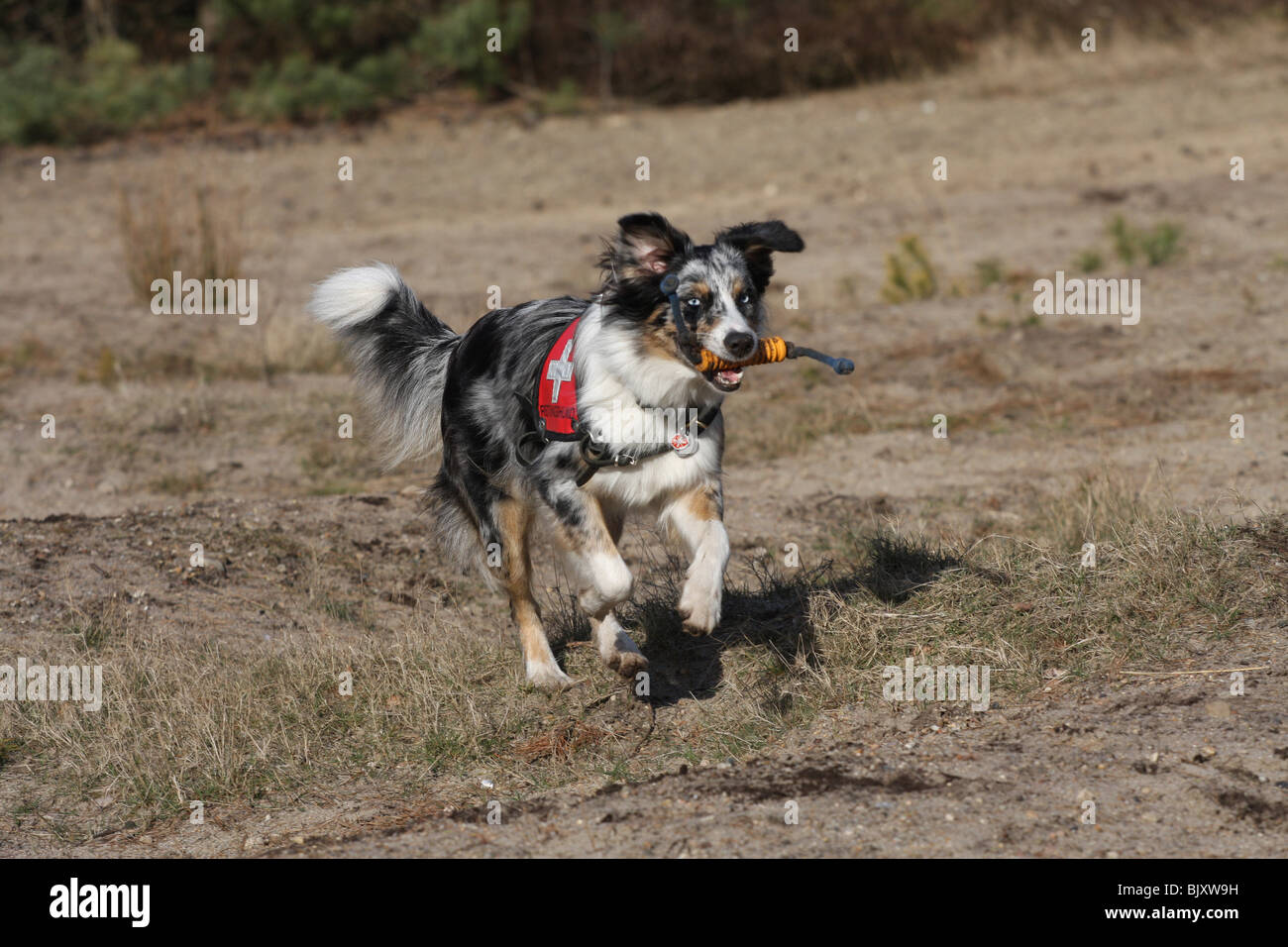 Australian working dog rescue hi-res stock photography and images - Alamy