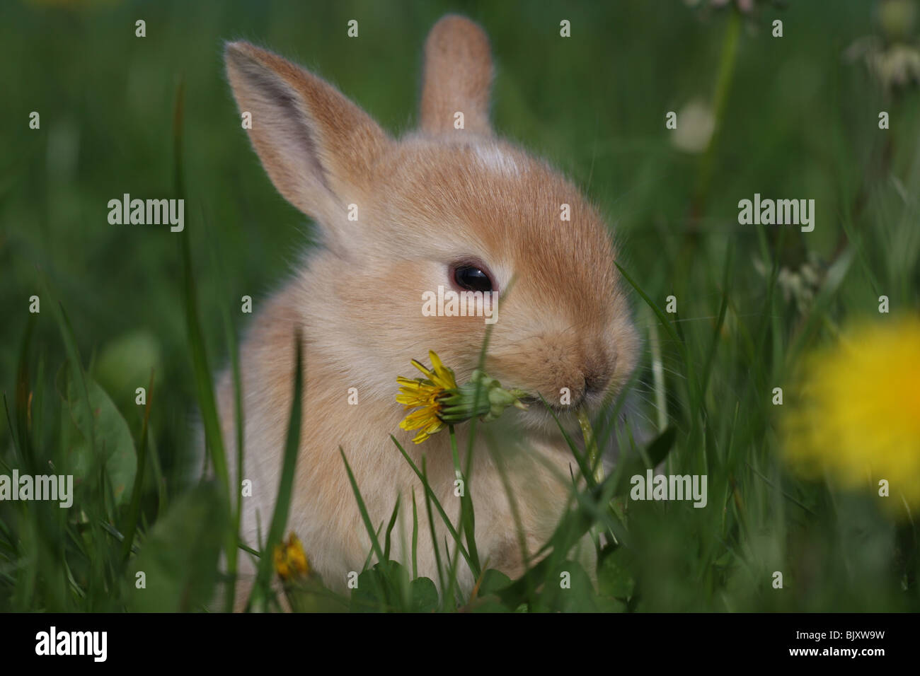 Rabbit flower hi-res stock photography and images - Alamy