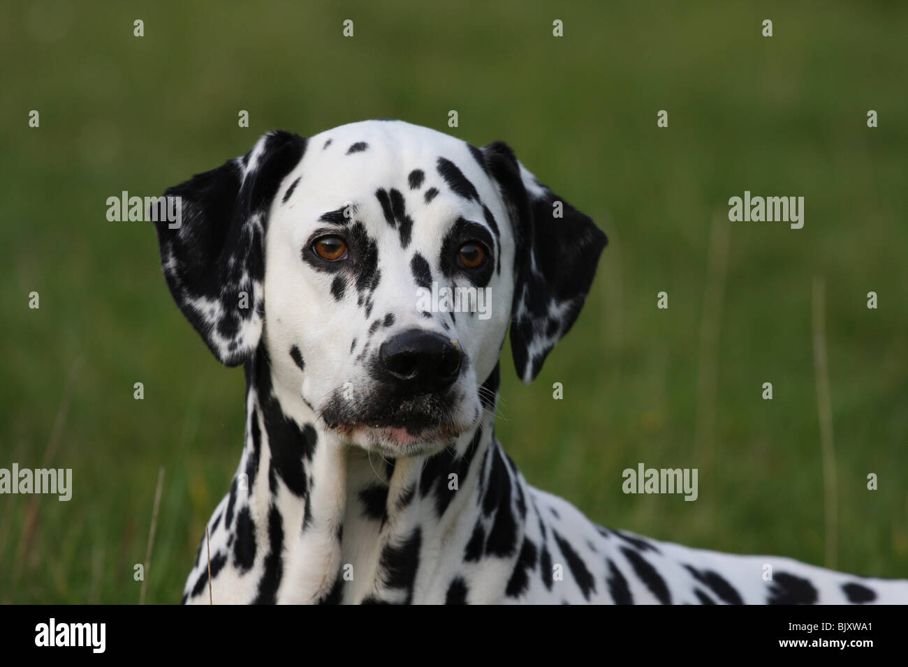 Dalmatian dog hi-res stock photography and images - Alamy