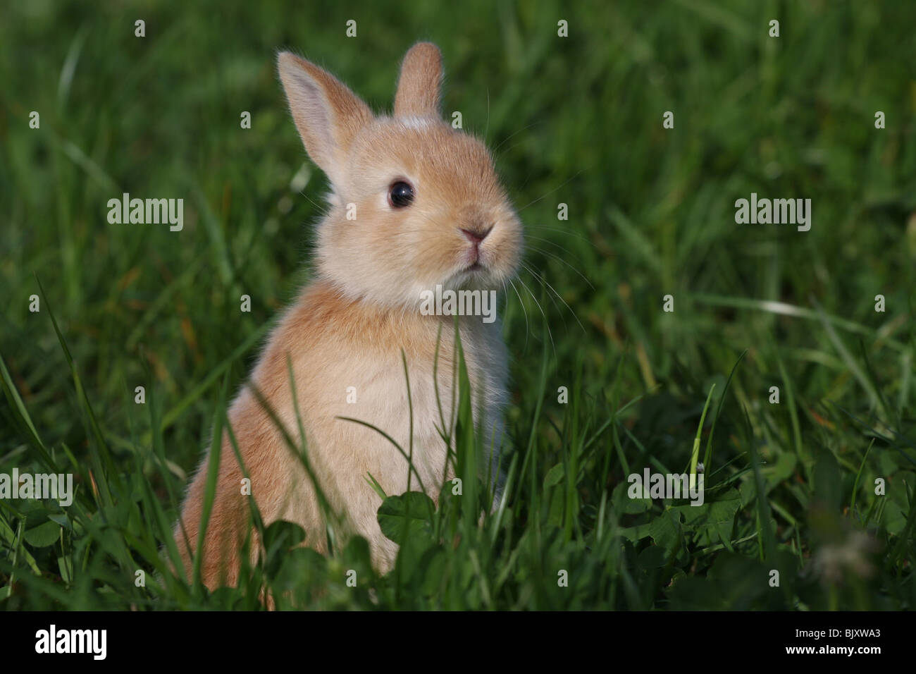 Begging bunny hi-res stock photography and images - Alamy