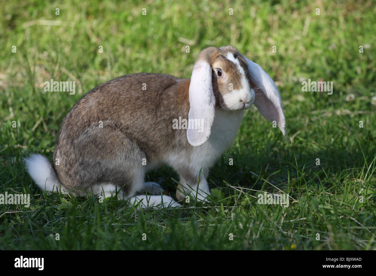 German lop hi-res stock photography and images - Alamy