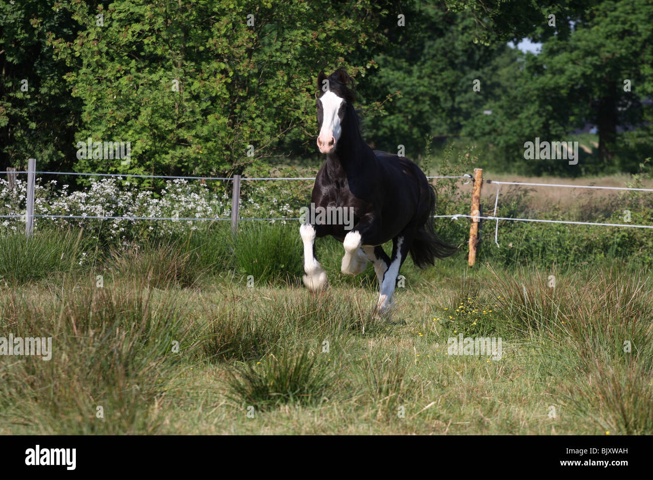 Galloping shire horse hi-res stock photography and images - Alamy