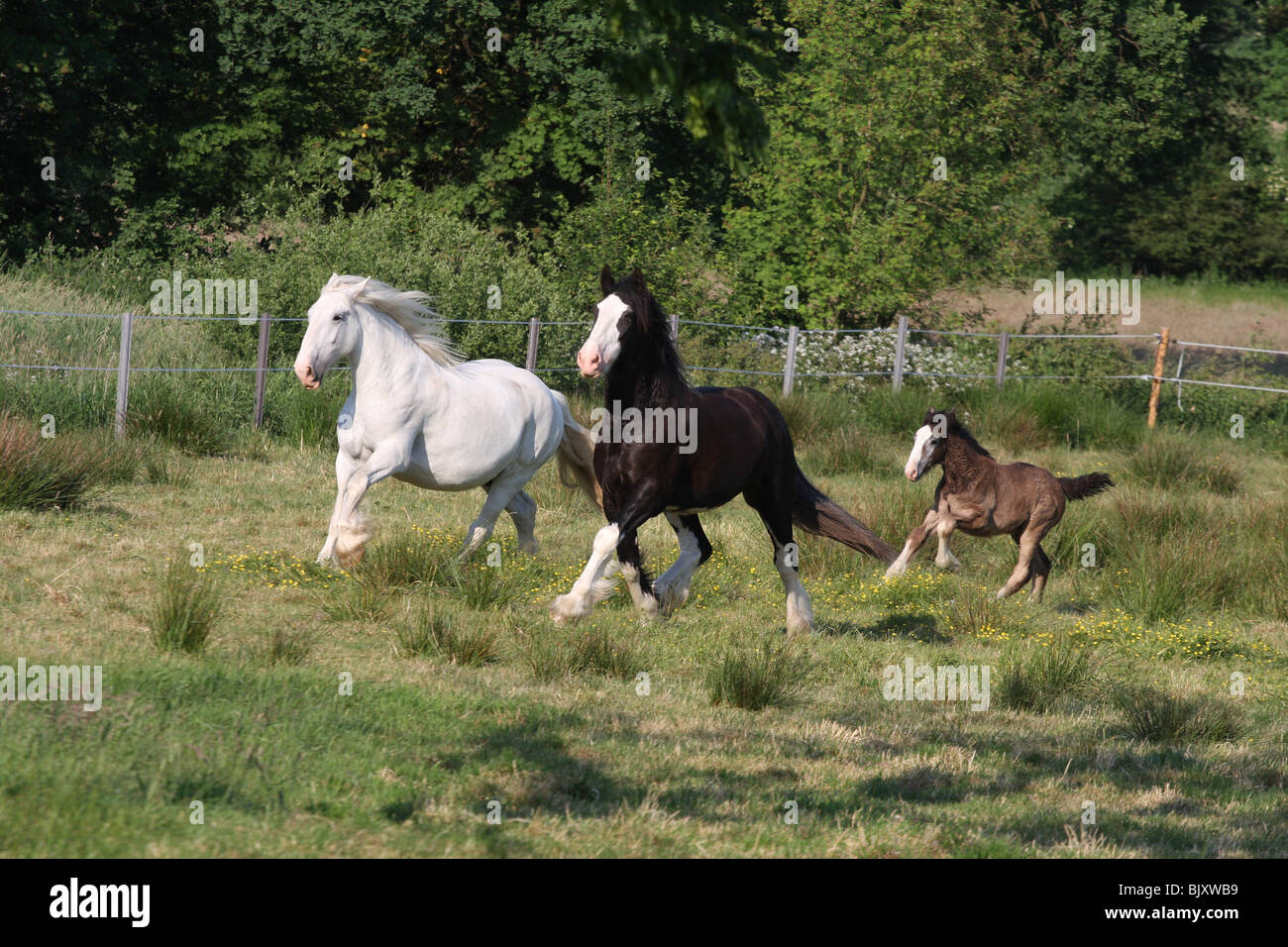Galloping shire horse hi-res stock photography and images - Alamy