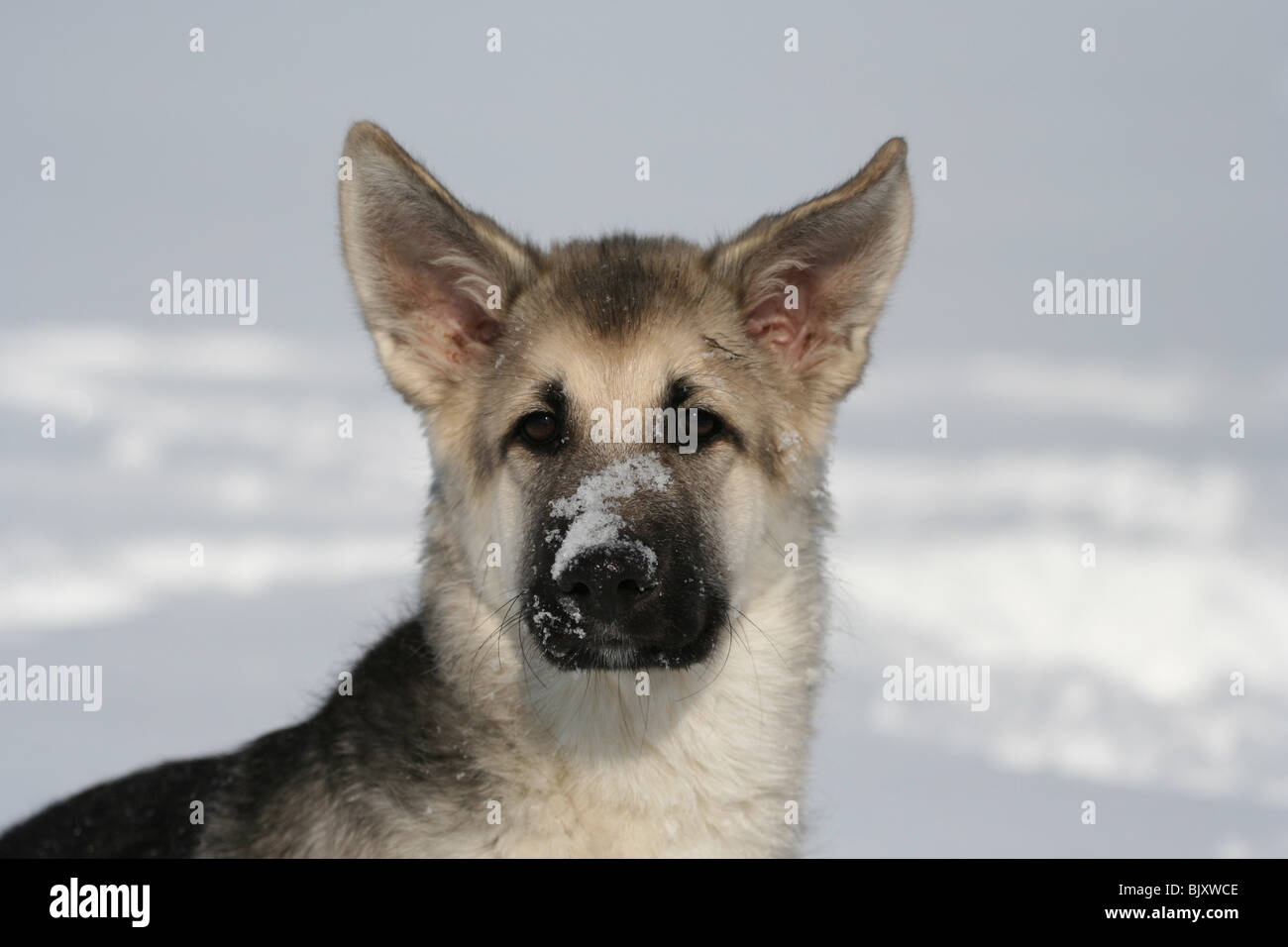 young german shepherd Stock Photo - Alamy