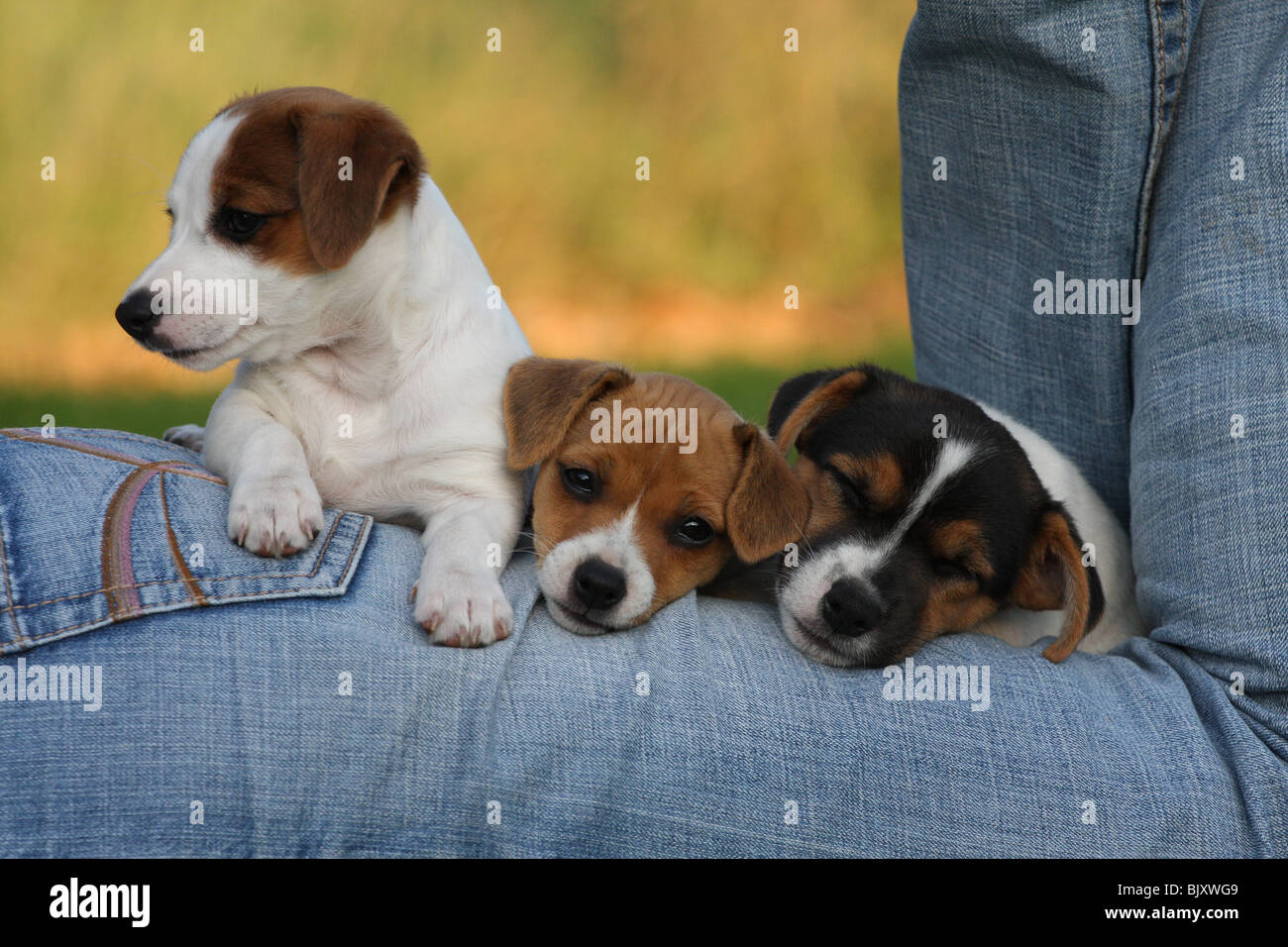 Jack Russell Terrier Puppies Stock Photo - Alamy