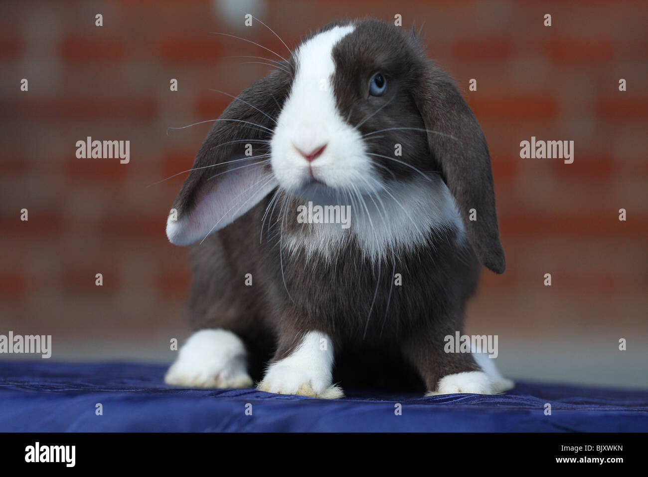 Black and white mini lop rabbit hi-res stock photography and images - Alamy