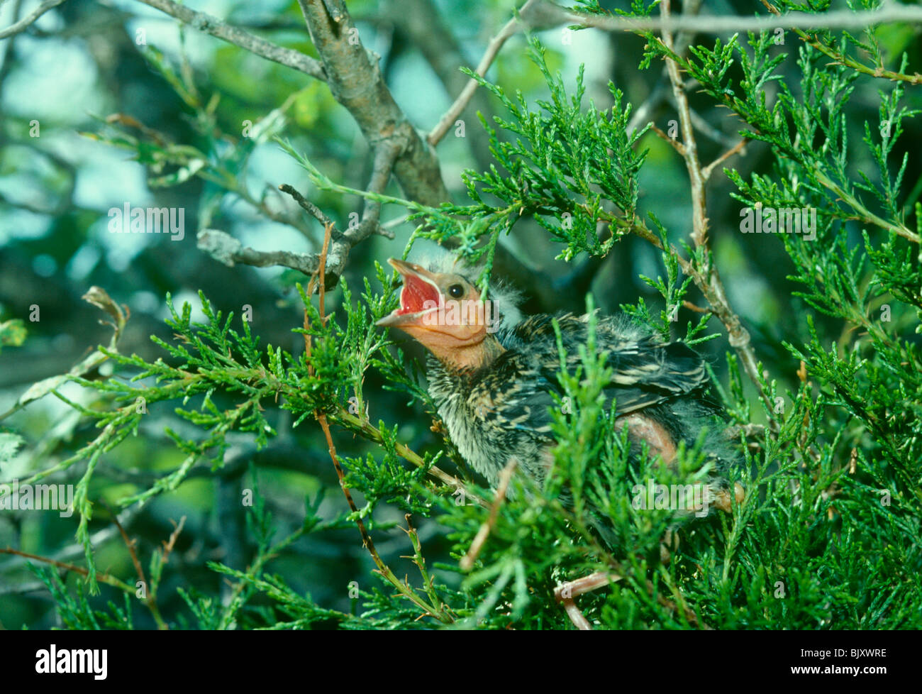Fledgling red-winged blackbird (Agelaius Phoeniceus) on Evergreen ...