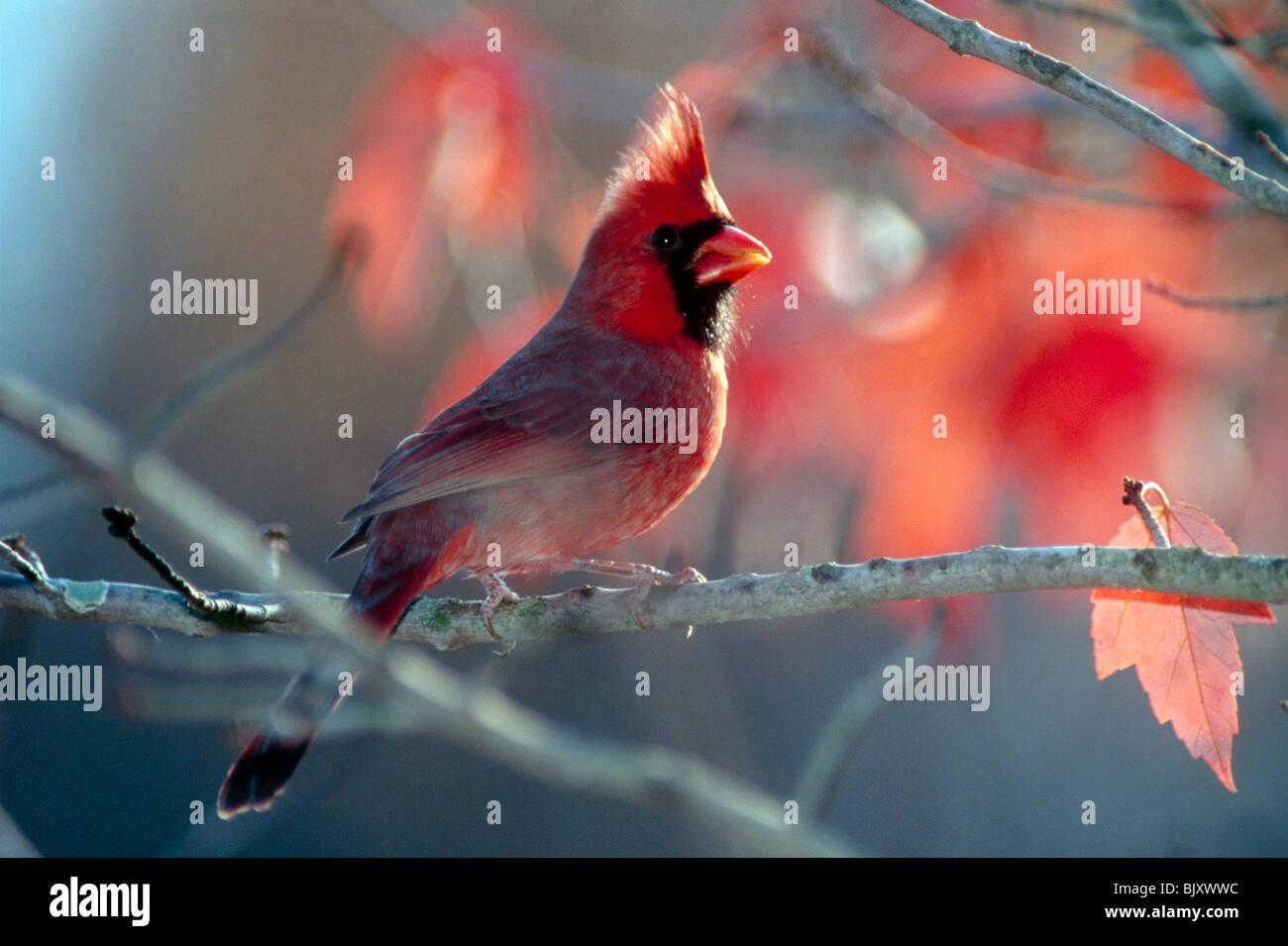 Juvenile male Northern Cardinal (Cardinalis Cardinalis) perched on tree ...