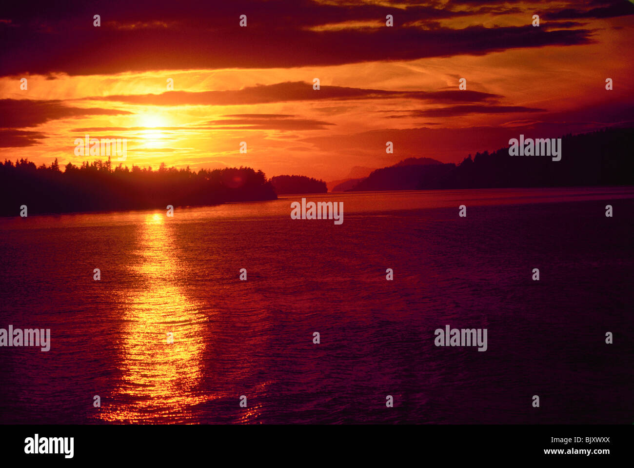 Tree trees golden highlights hi-res stock photography and images - Alamy