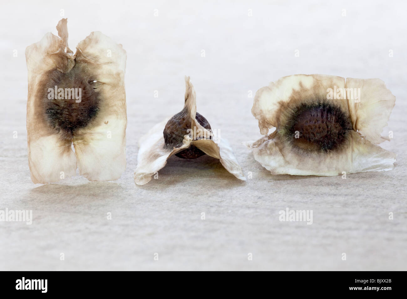 Dry seeds, Moringa tree "Moringa oleifera' Stock Photo - Alamy