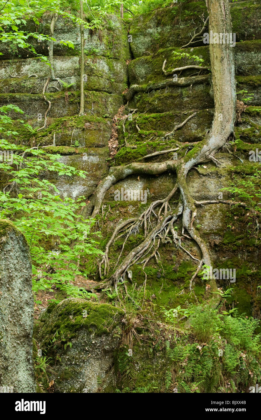 Rocks and Trees at Nelson Ledges State Park. Near Garrettsville, Ohio ...