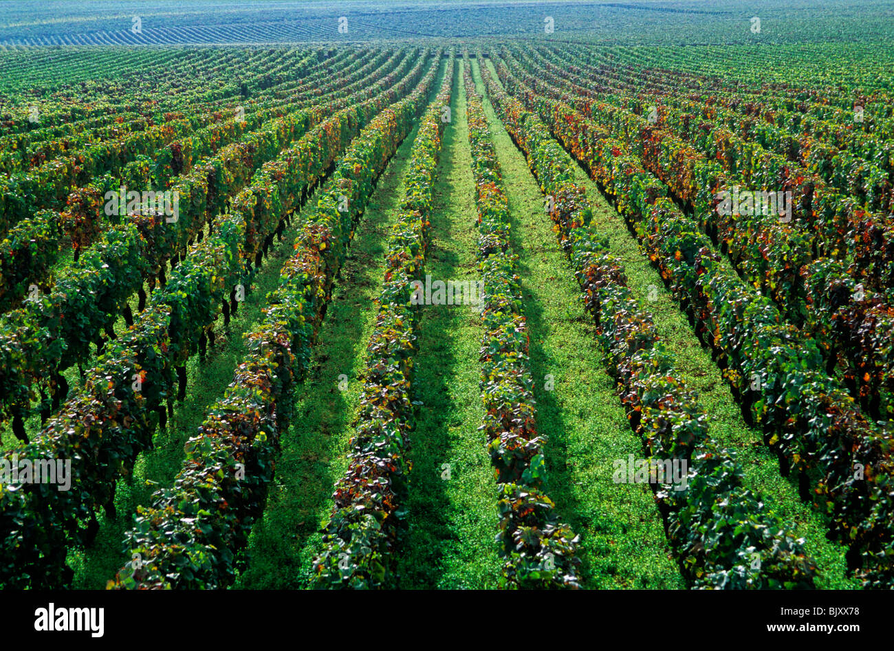 Village of aloxe corton hi-res stock photography and images - Alamy