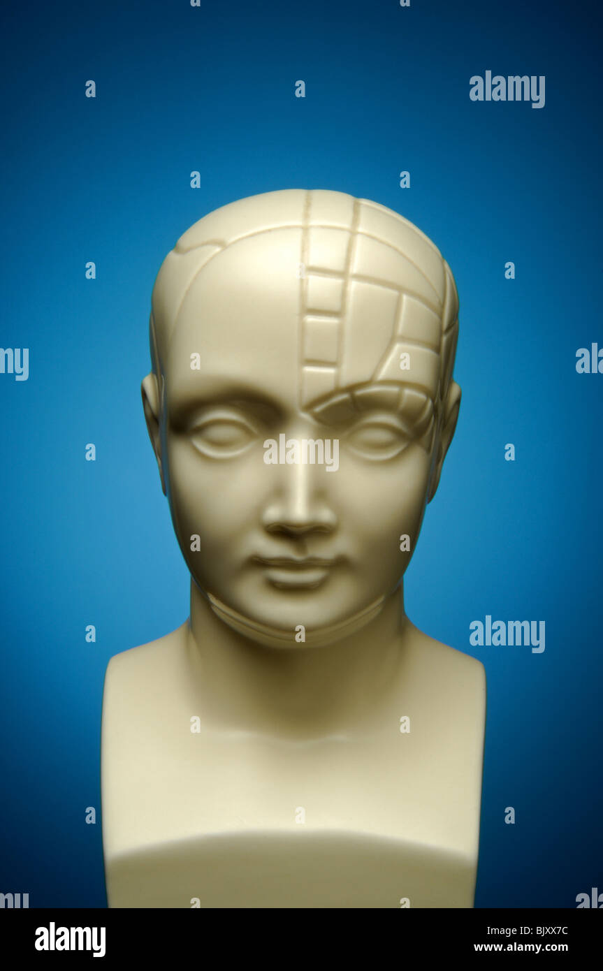 A bust of a phrenology head facing forward Stock Photo - Alamy
