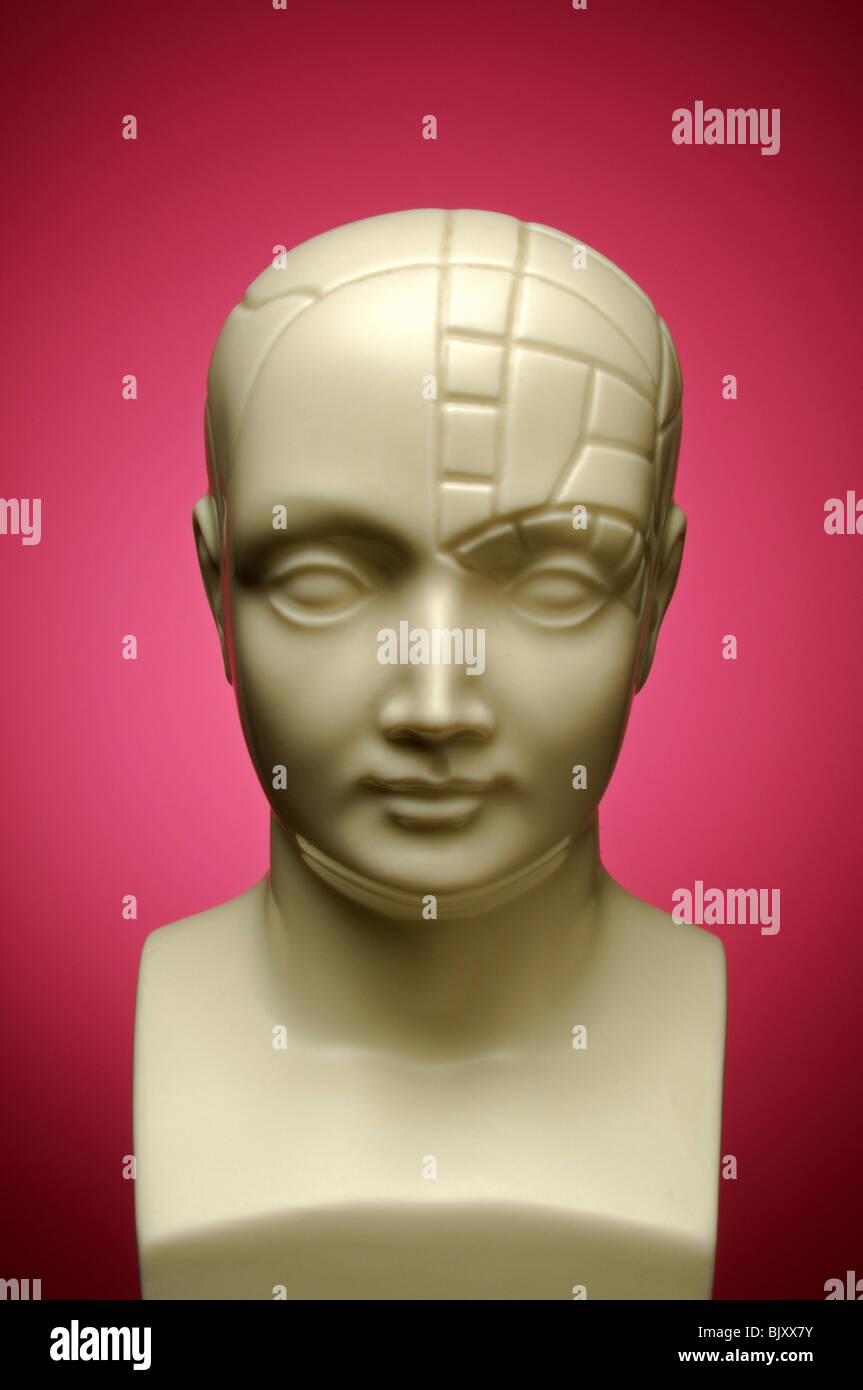 A bust of a phrenology head facing forward Stock Photo - Alamy