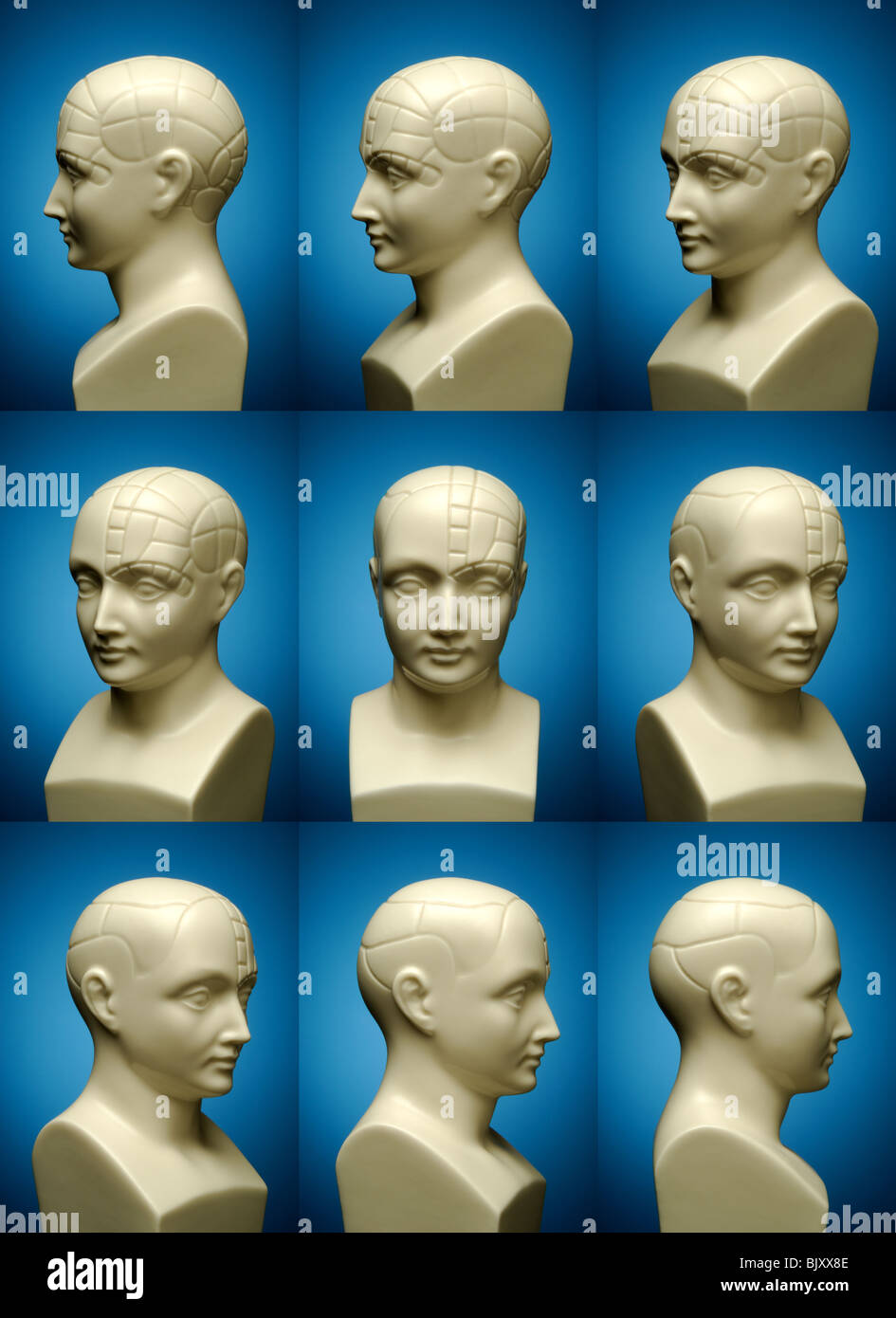 A bust of a phrenology head with nine different positions Stock Photo ...