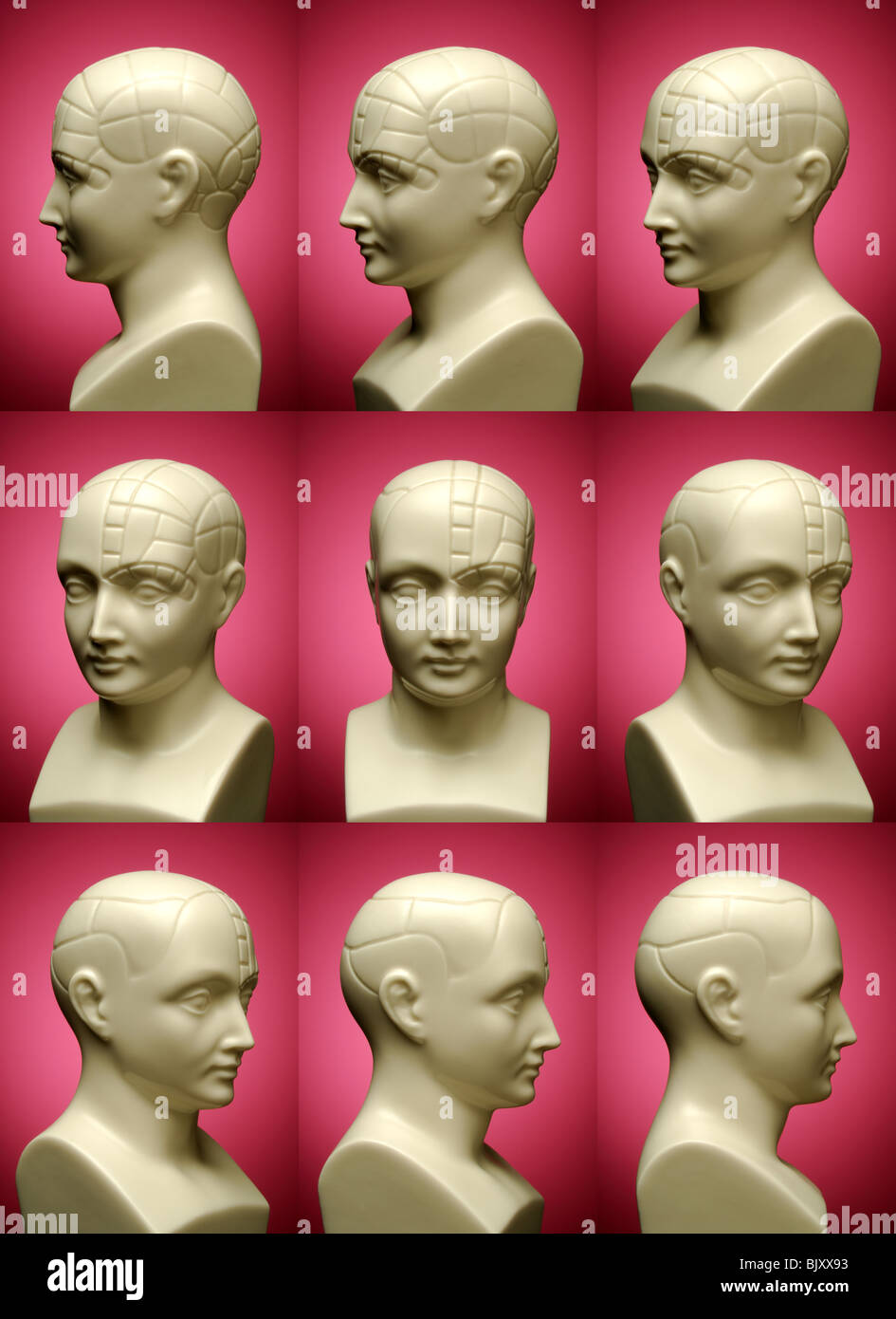 Different parts of the brain hi-res stock photography and images - Alamy