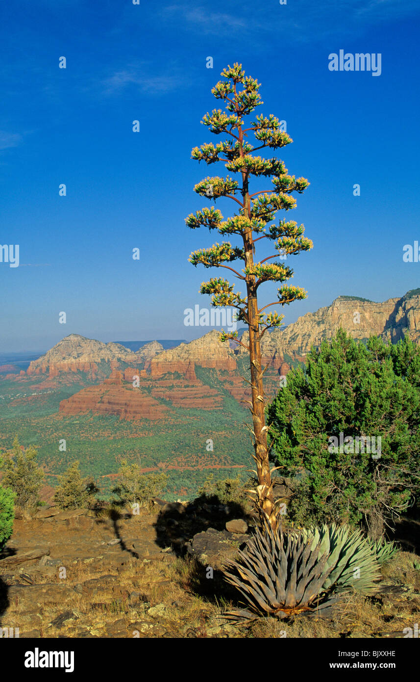 Parry Agave flowering on canyon rim at Schnebly Hill in Coconino ...