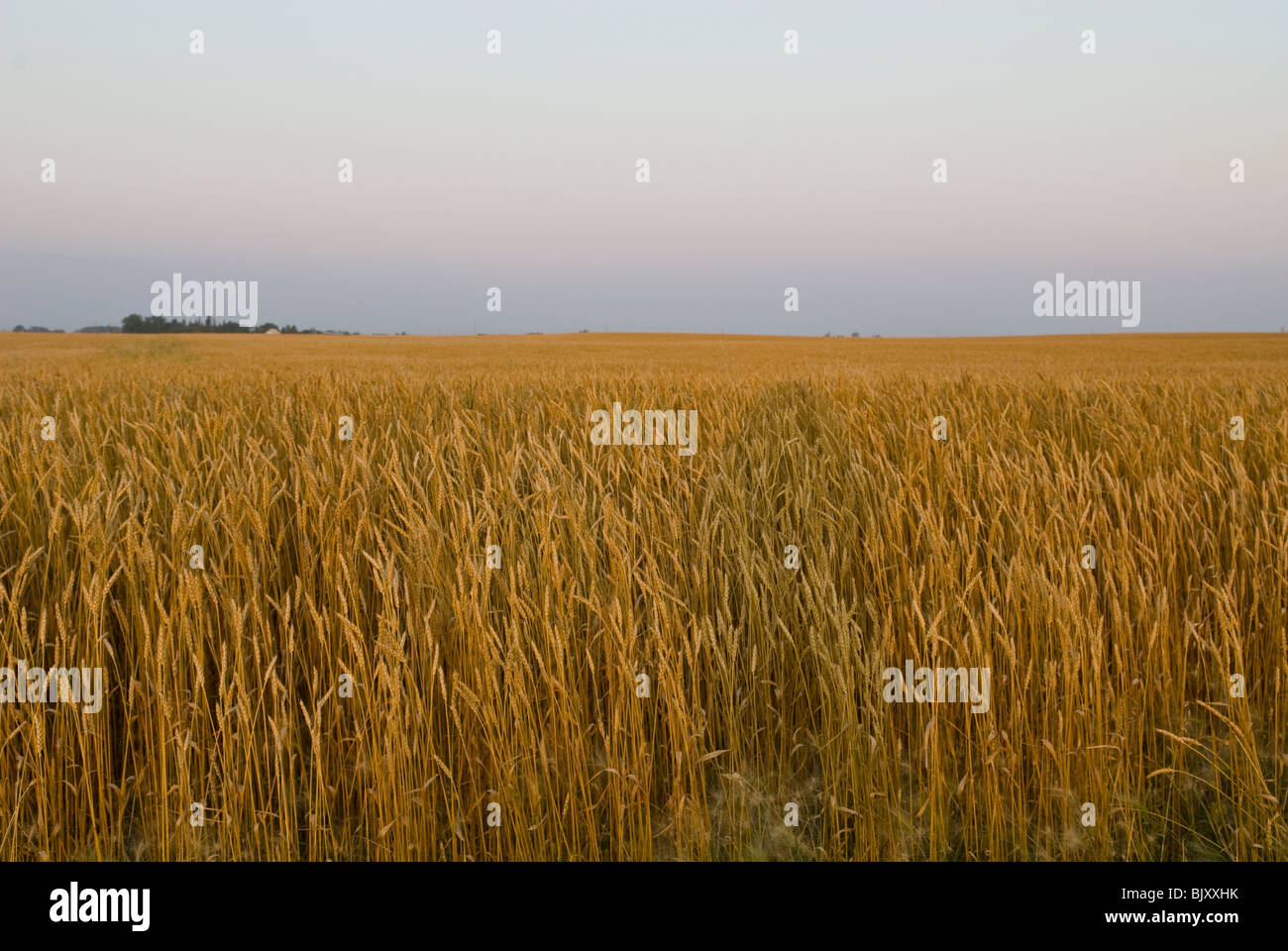 Field landscape in Manitoba, Canada Stock Photo - Alamy