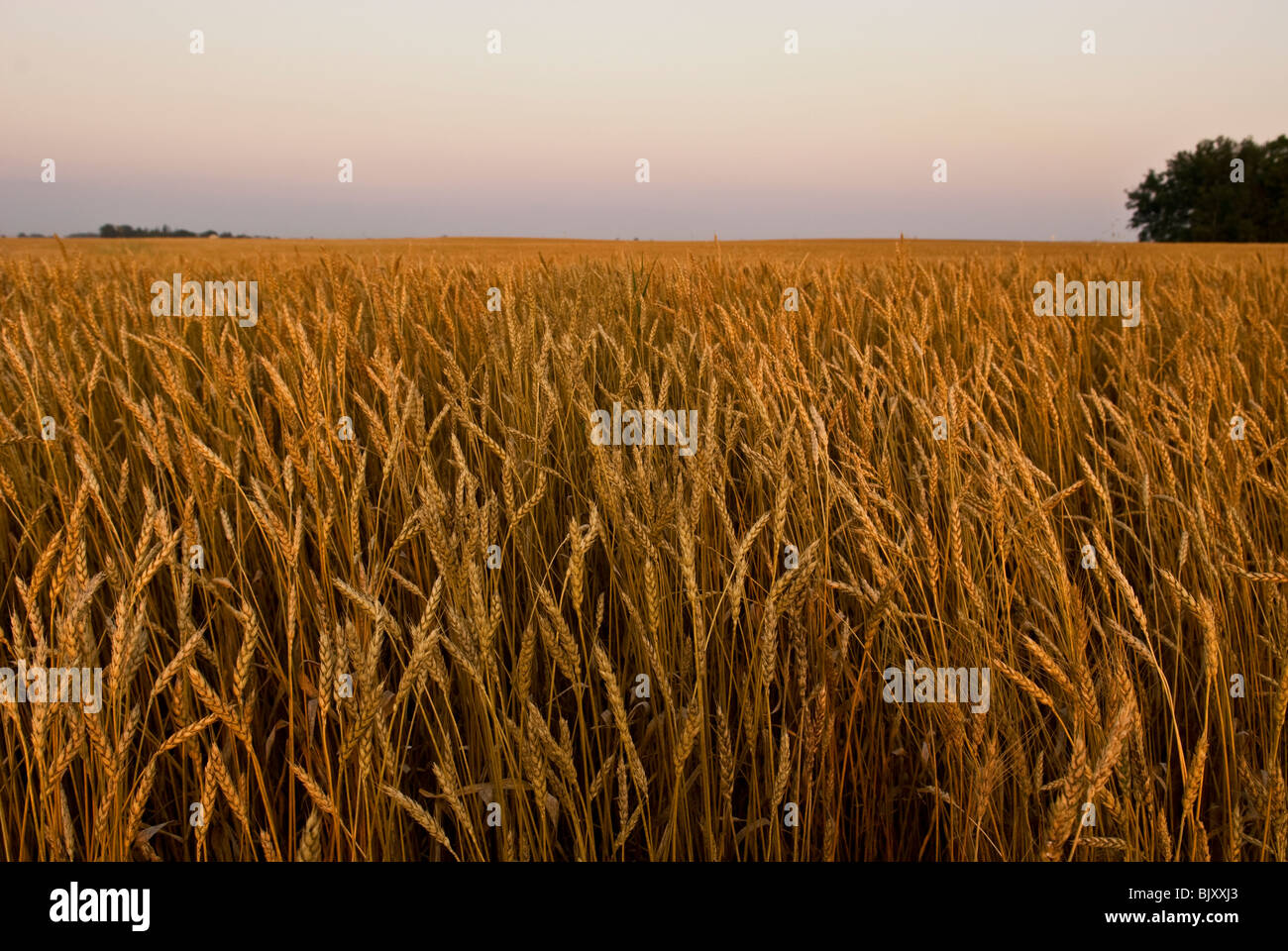 Field landscape in Manitoba, Canada Stock Photo - Alamy