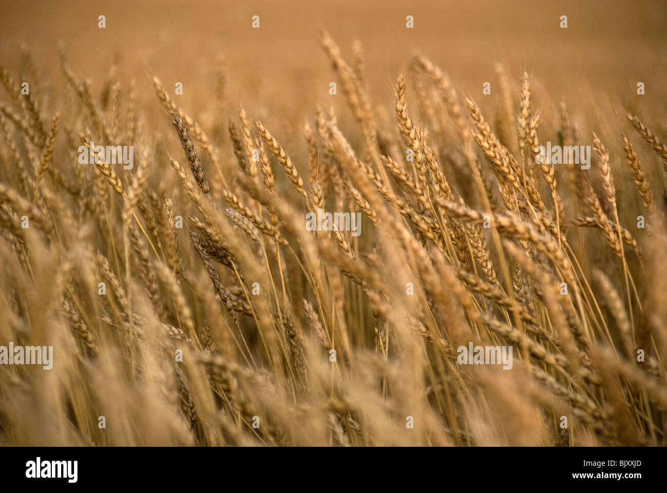 Brandon manitoba hi-res stock photography and images - Alamy