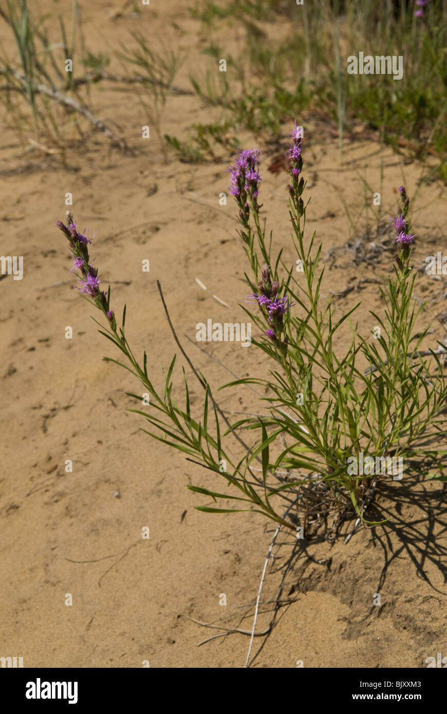 Spirit sands dunes hi-res stock photography and images - Alamy