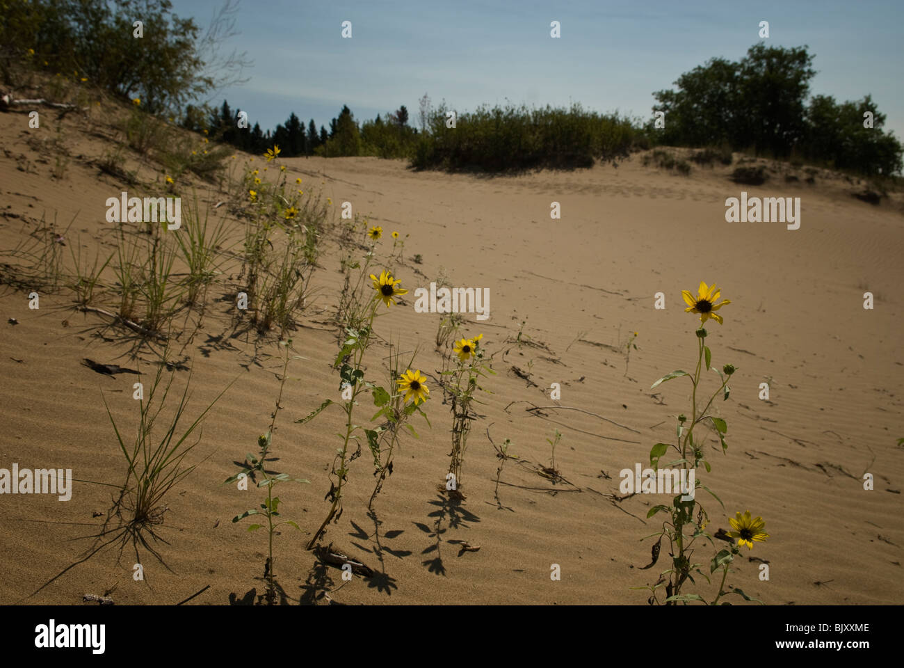 Spirit sands manitoba hi-res stock photography and images - Alamy